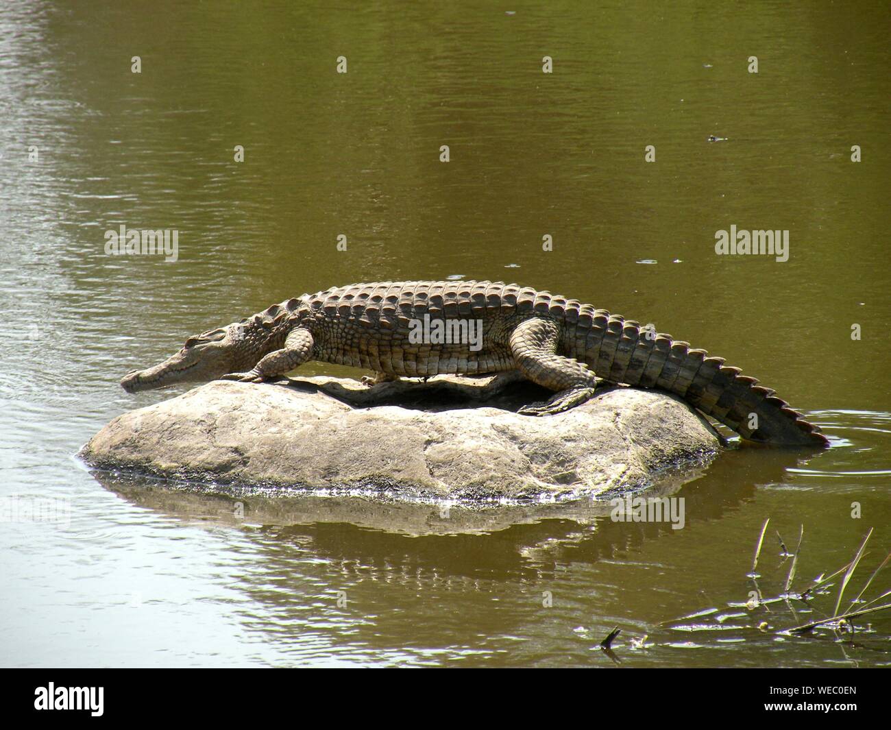 Crocodile Rock High Resolution Stock Photography and Images - Alamy
