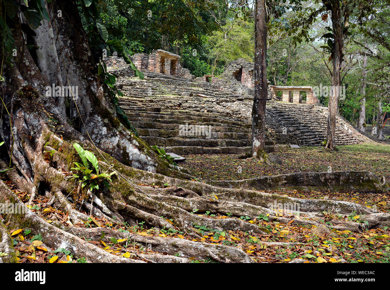 Yucatan forest hi-res stock photography and images - Alamy