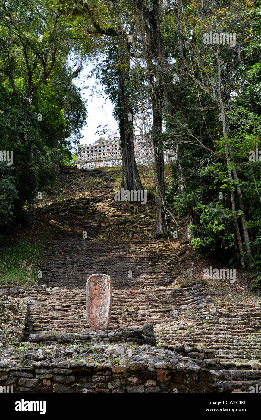 Yucatan forest hi-res stock photography and images - Alamy