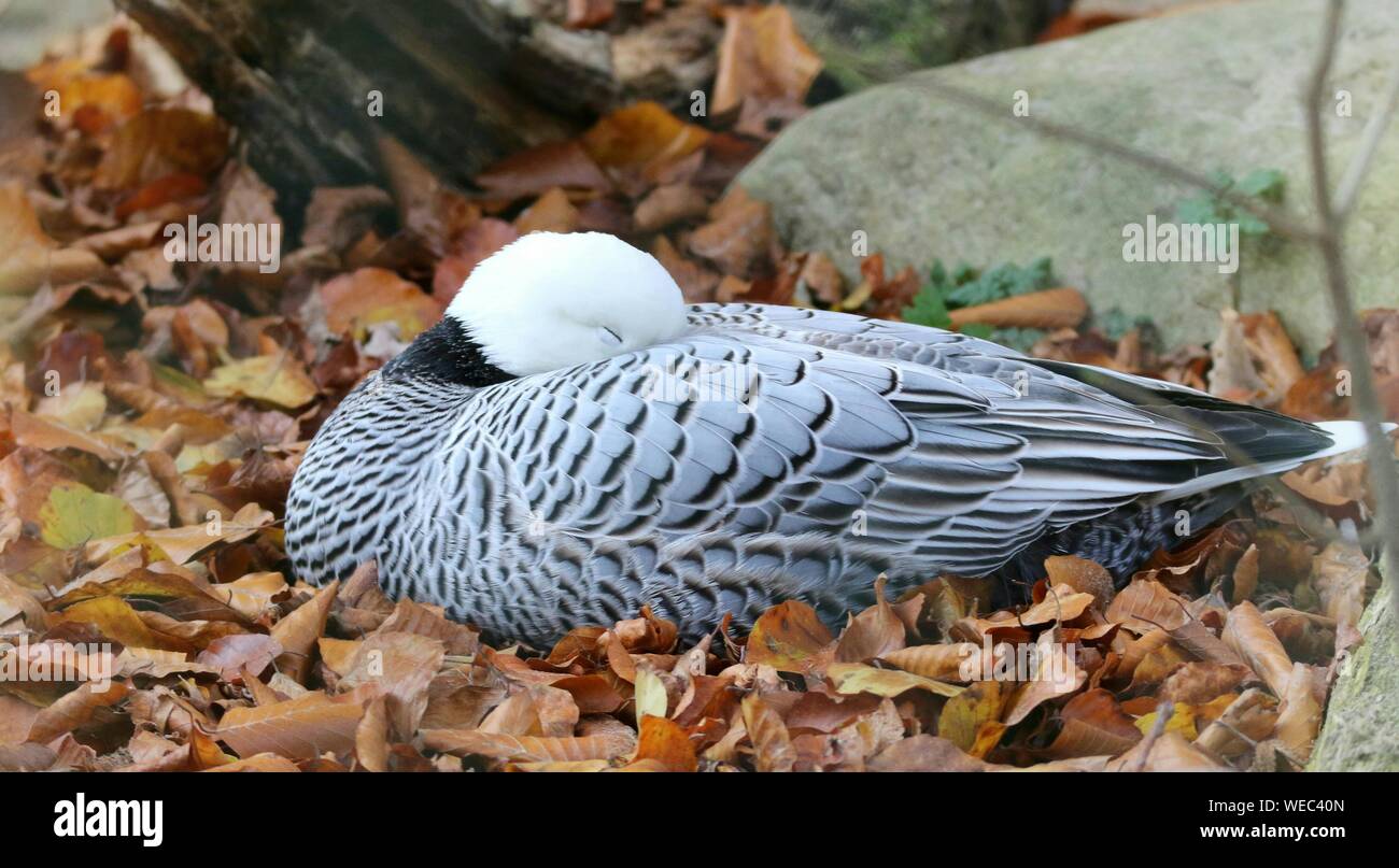 Bird Sleeping High Resolution Stock Photography and Images - Alamy