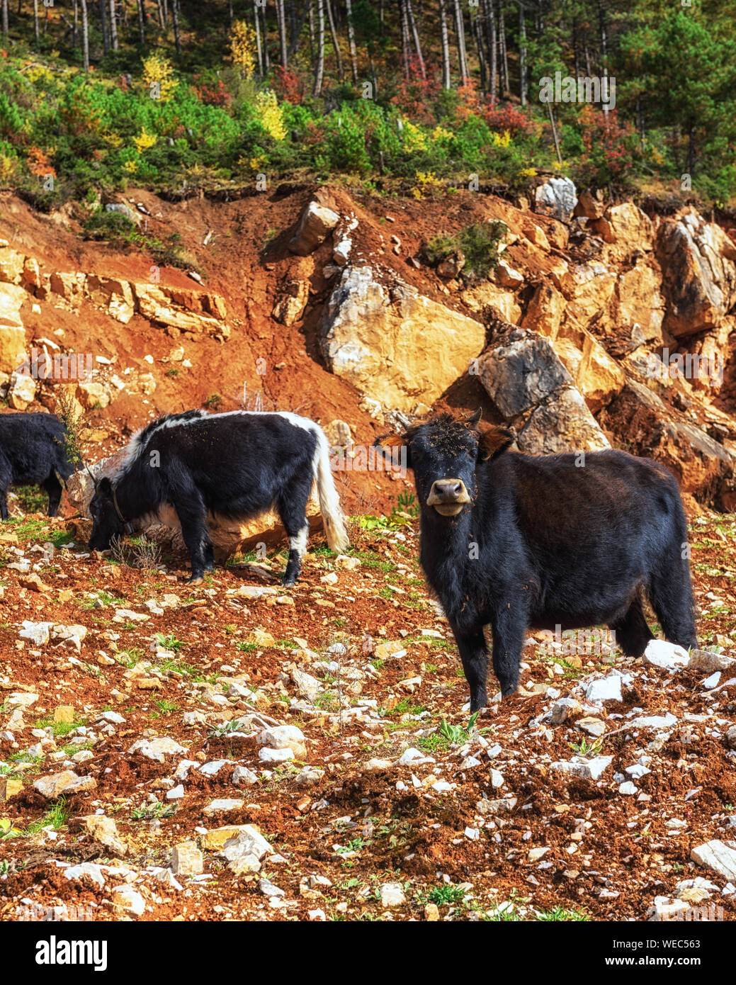 Local life hi-res stock photography and images - Alamy