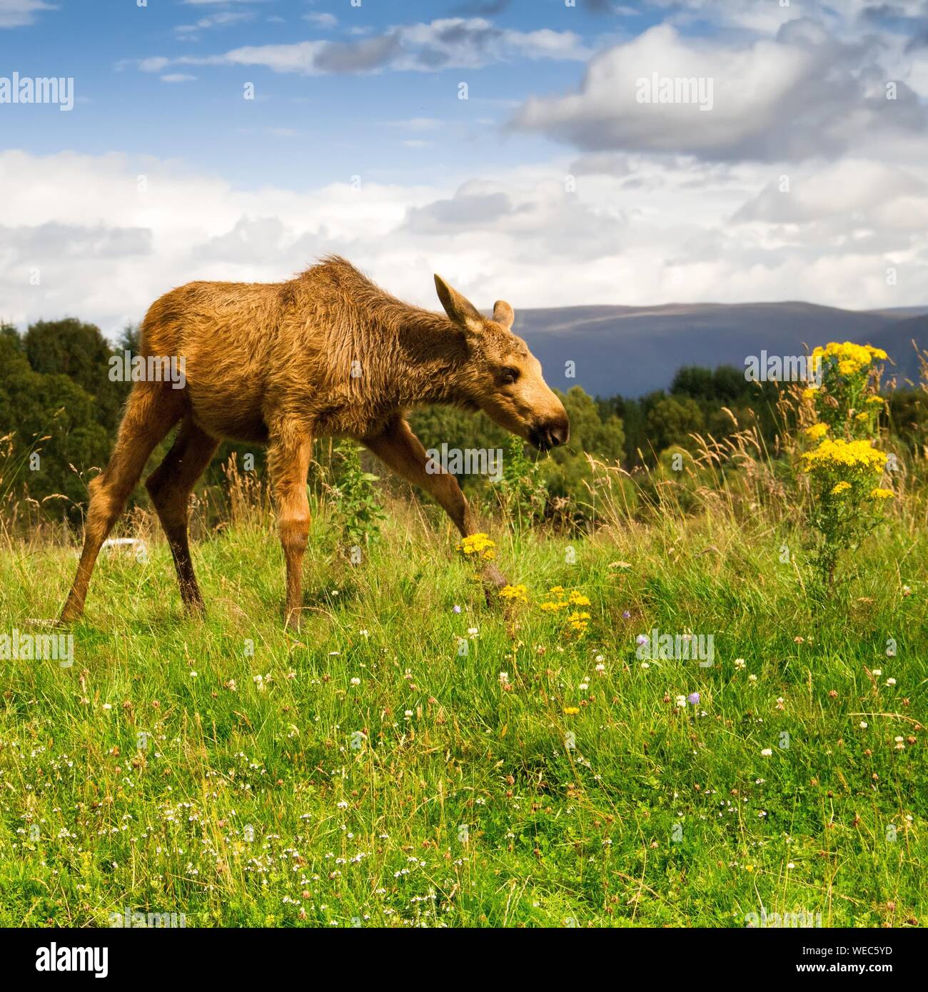 Moose calf hi-res stock photography and images - Alamy