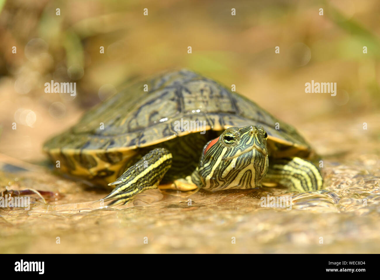 Red-eared Slider Terrapin (Trachemys scripta elegans) moving through ...