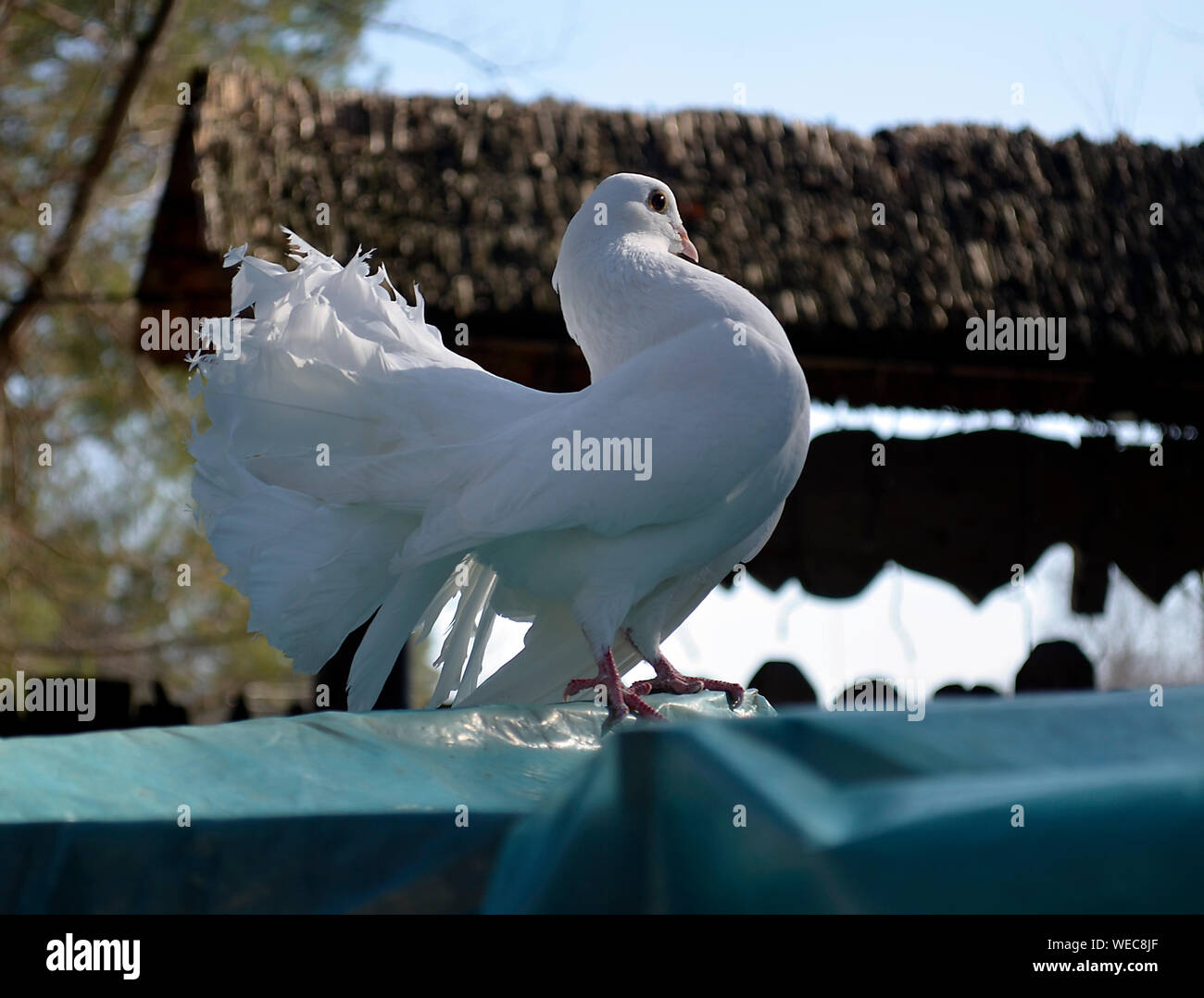 Handsome white dove posing in front of the camera Stock Photo - Alamy