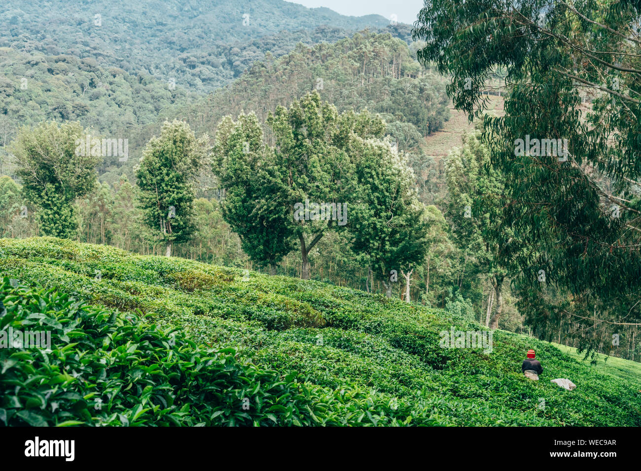 Rwanda Farm High Resolution Stock Photography and Images - Alamy