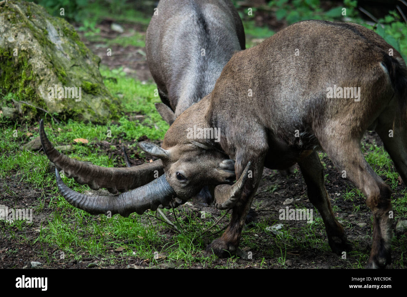Ibex Fighting High Resolution Stock Photography and Images - Alamy