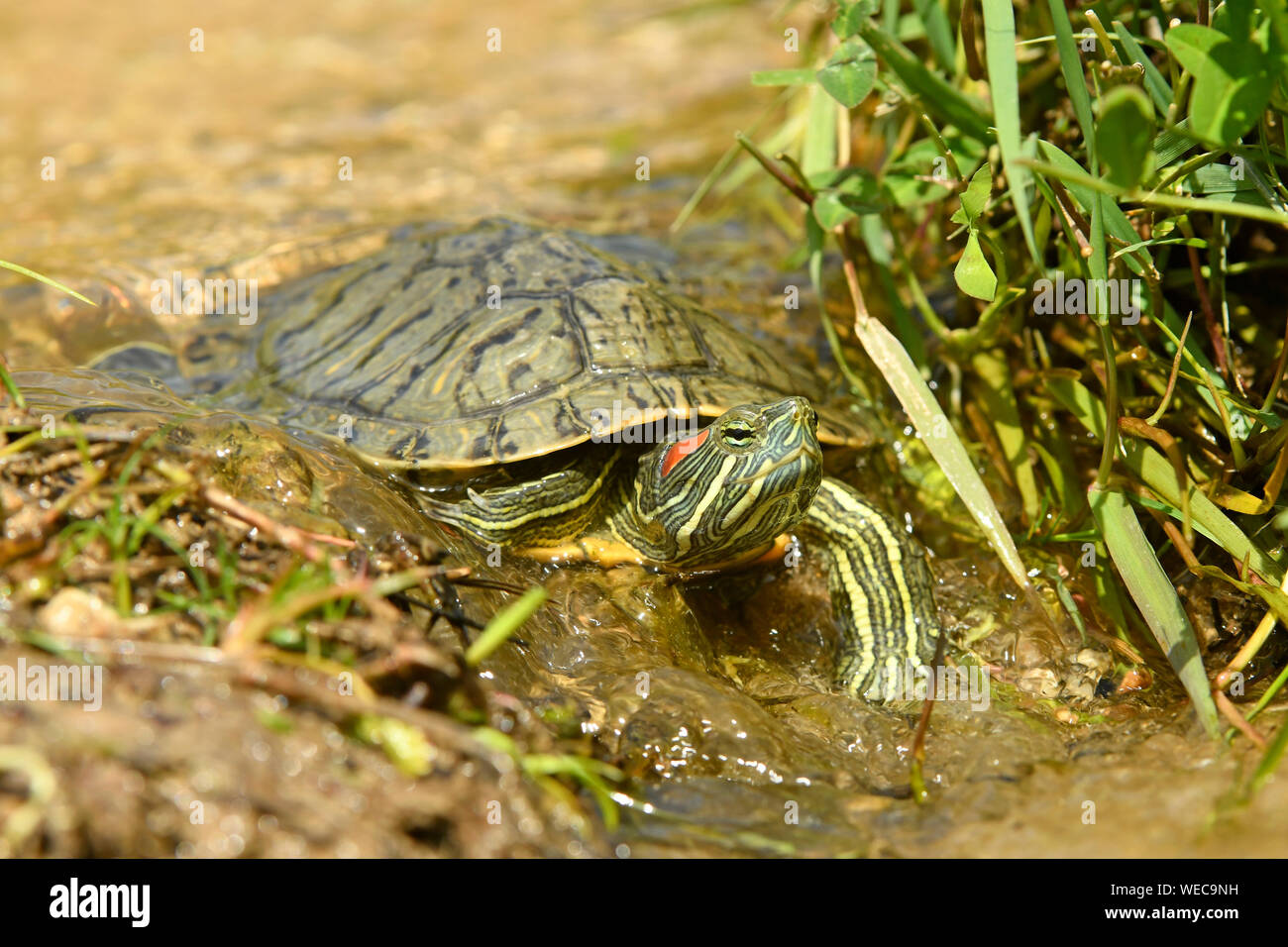 Red-eared Slider Terrapin (Trachemys scripta elegans) moving through ...