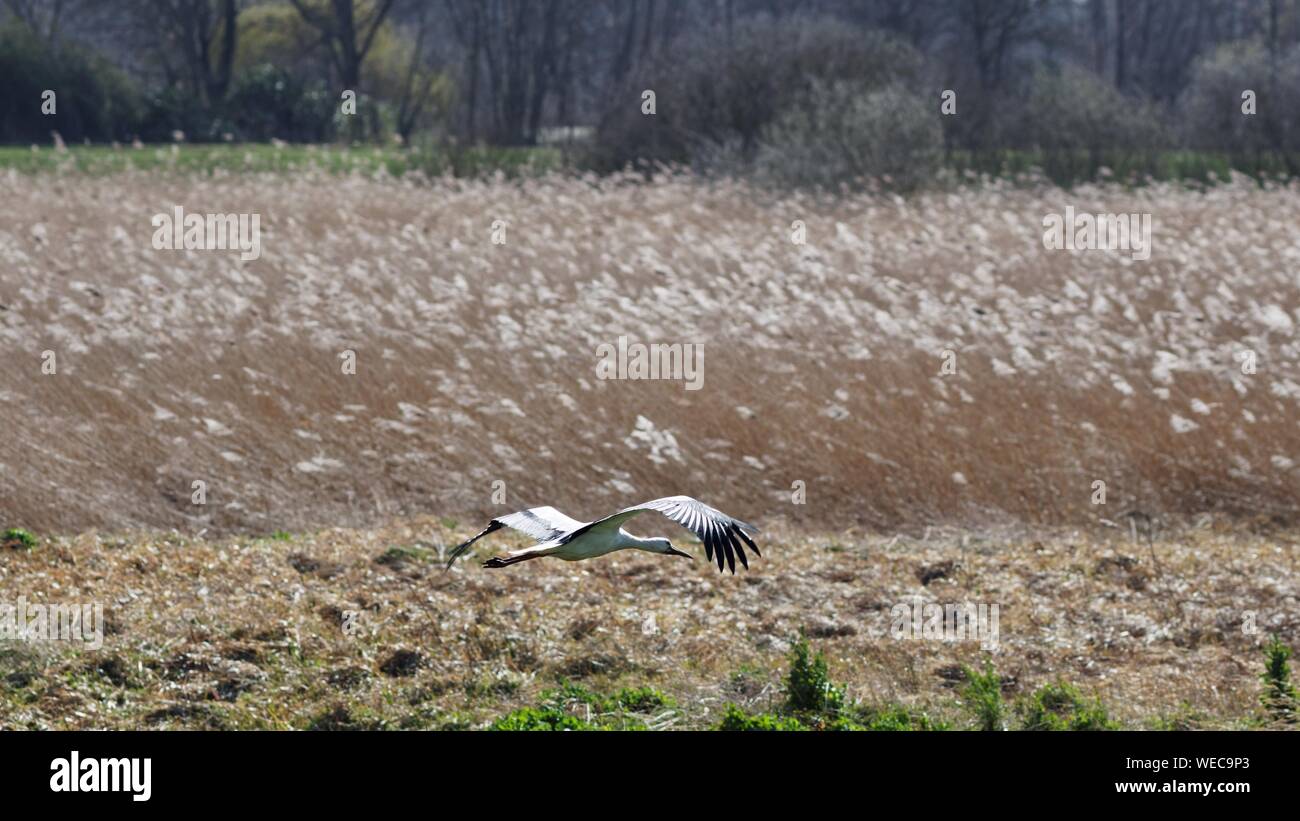 Flying stork hi-res stock photography and images - Alamy