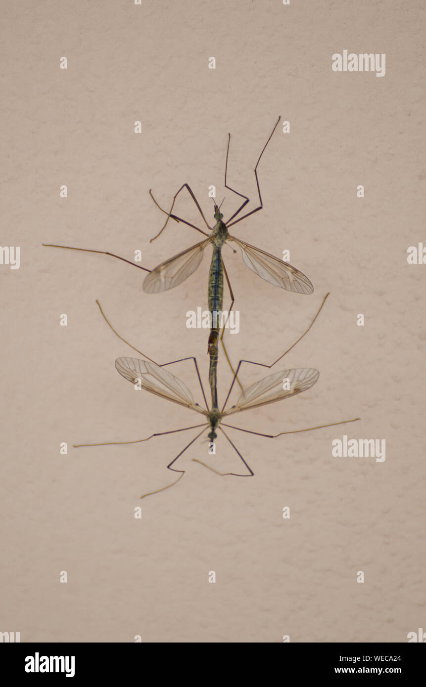 Mosquitoes mating hi-res stock photography and images - Alamy