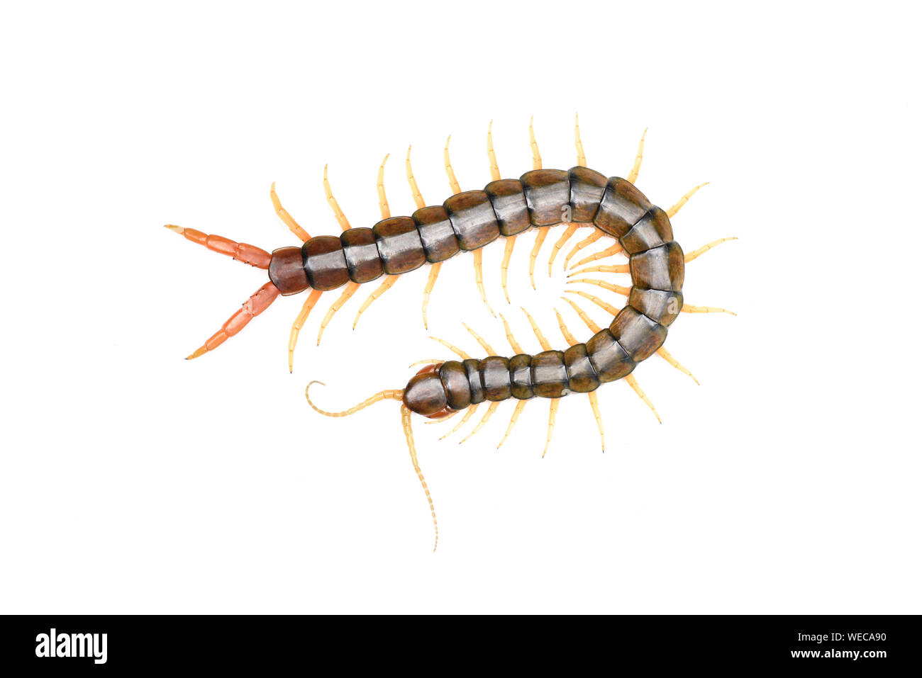 Scolopendra centipede Cut Out Stock Images & Pictures - Alamy