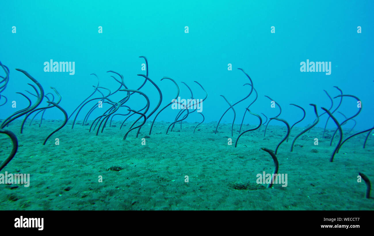 Eels hi-res stock photography and images - Alamy