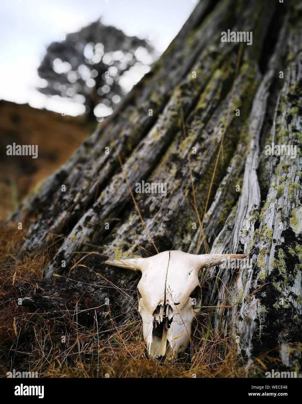 Dead horned animal hi-res stock photography and images - Alamy