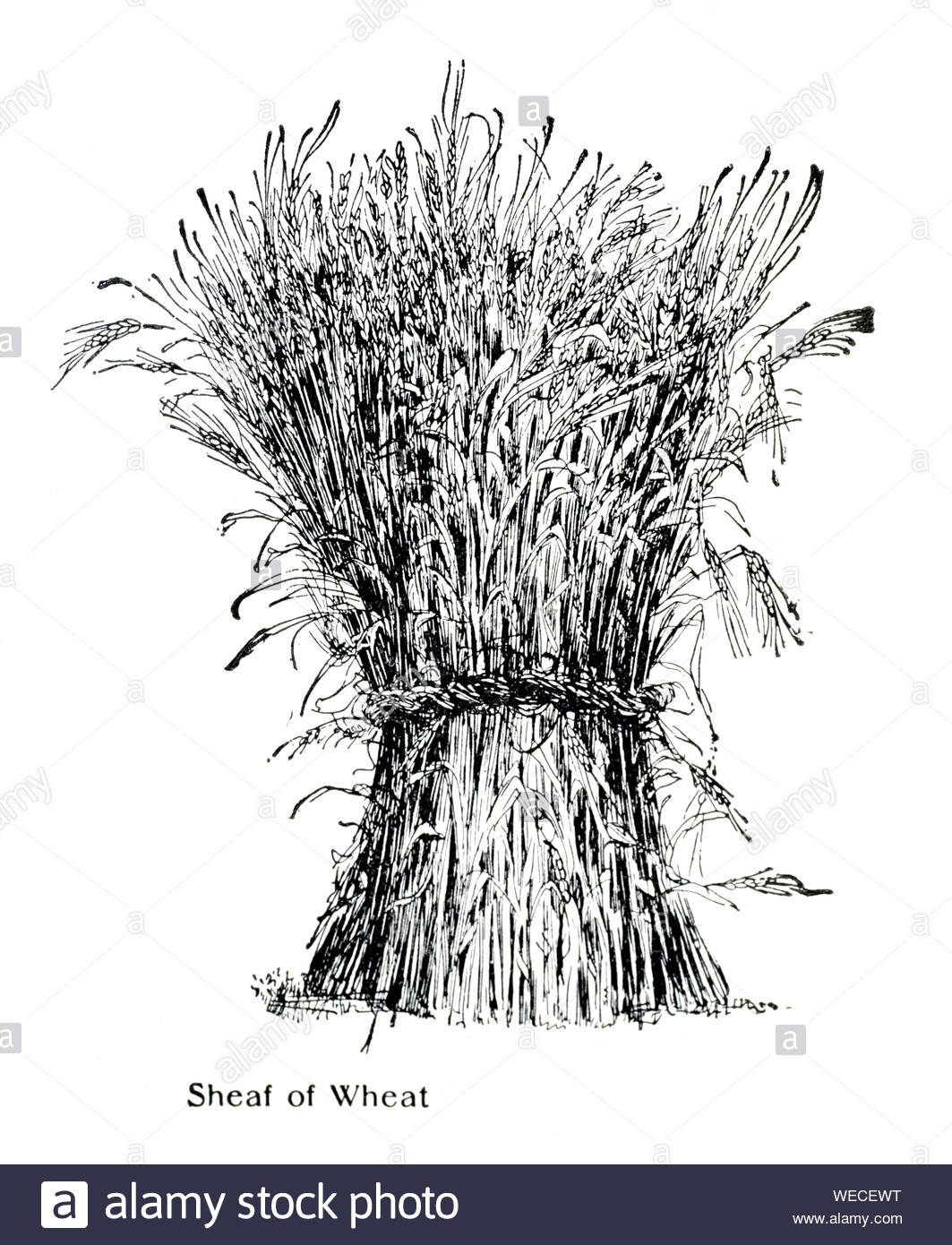 Wheat Bundle Drawing