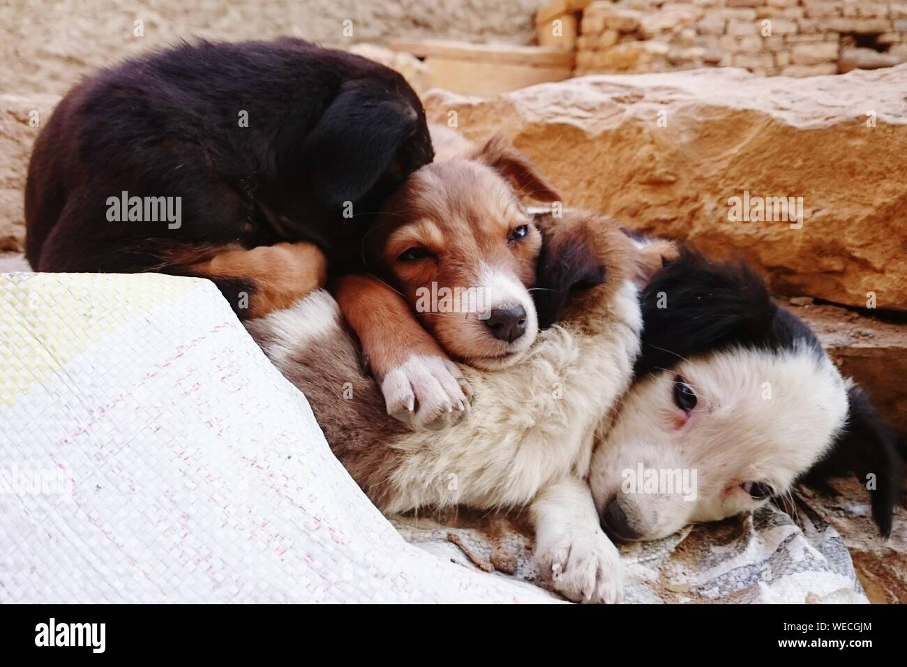 Four puppies hi-res stock photography and images - Alamy