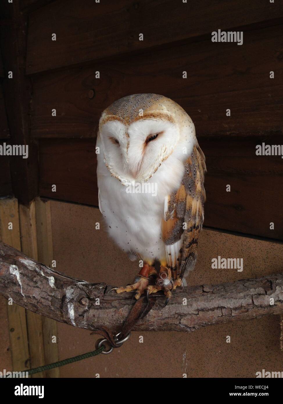 Barn Owl In Tree High Resolution Stock Photography and Images - Alamy