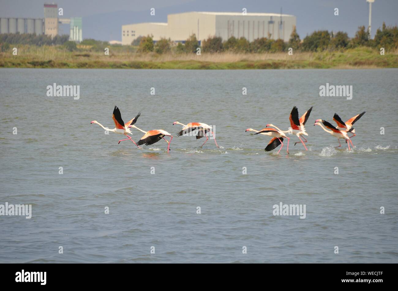 Flamingos flying over lake hi-res stock photography and images - Alamy