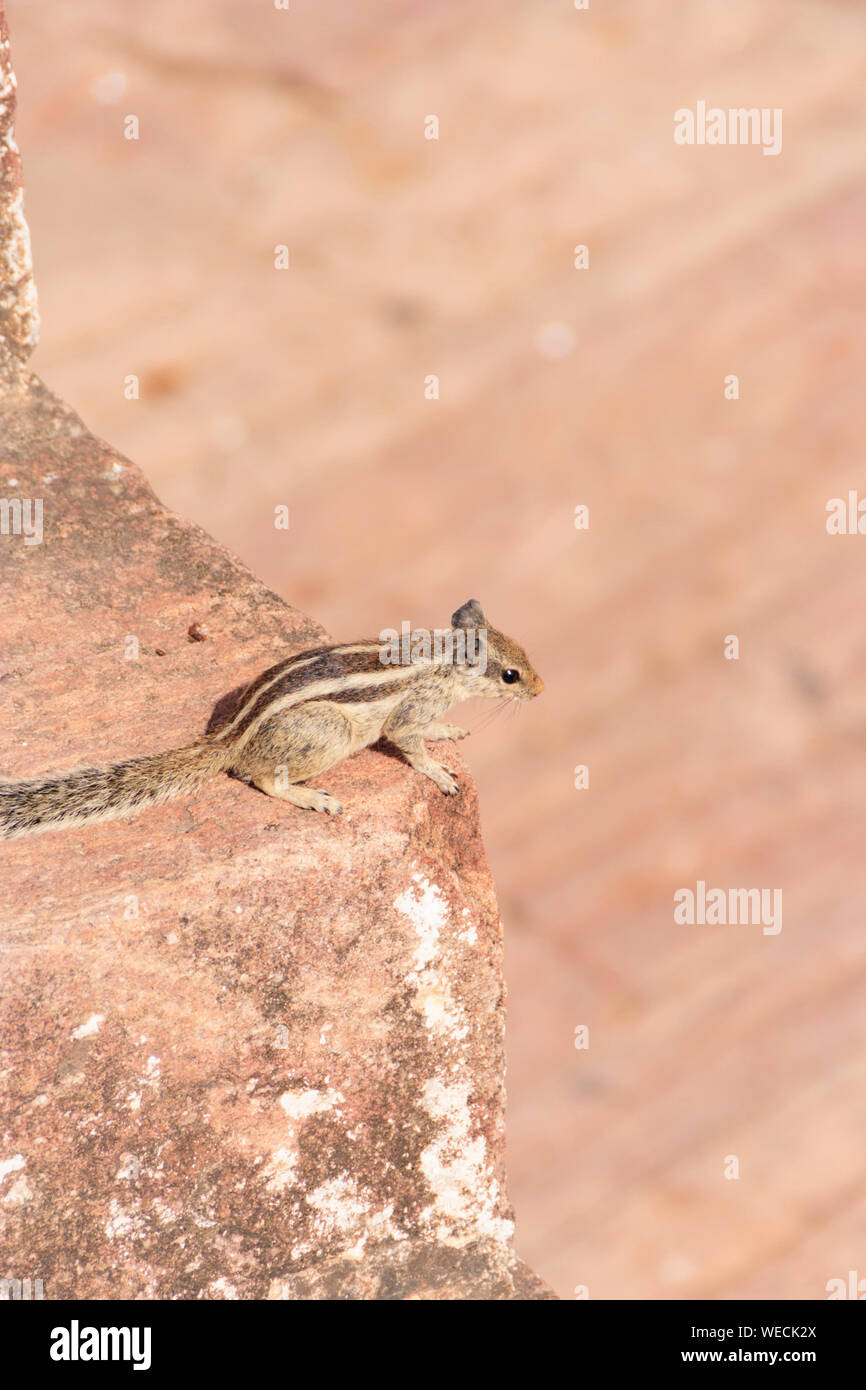 Bold Squirrel prowling Mehrangarh's fort Stock Photo - Alamy