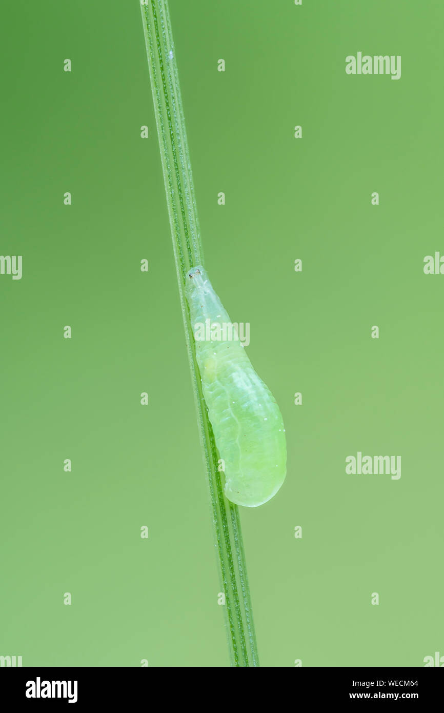 Puparia fly hi-res stock photography and images - Alamy