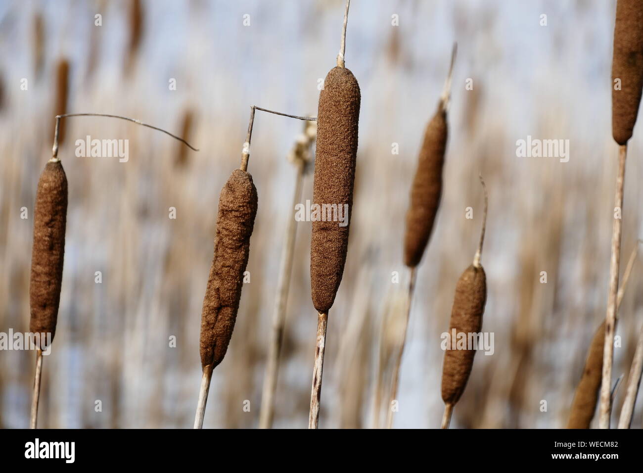 Cattails hi-res stock photography and images - Alamy
