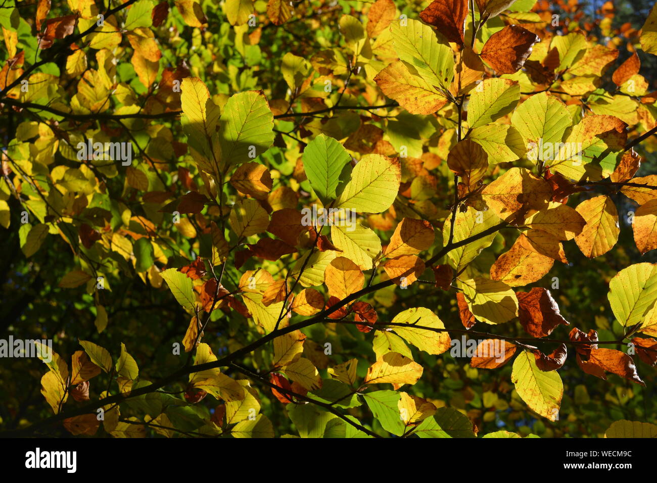 Autumn woods full bright colors hi-res stock photography and images - Alamy
