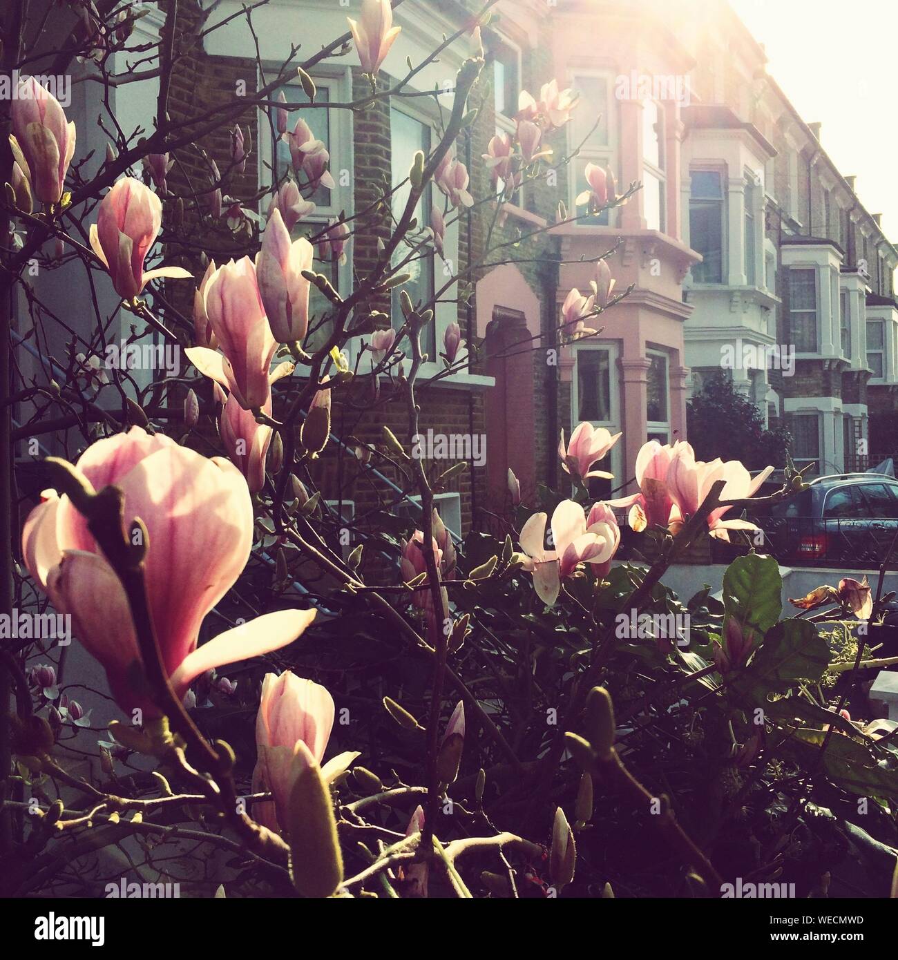 Magnolia Building High Resolution Stock Photography and Images - Alamy