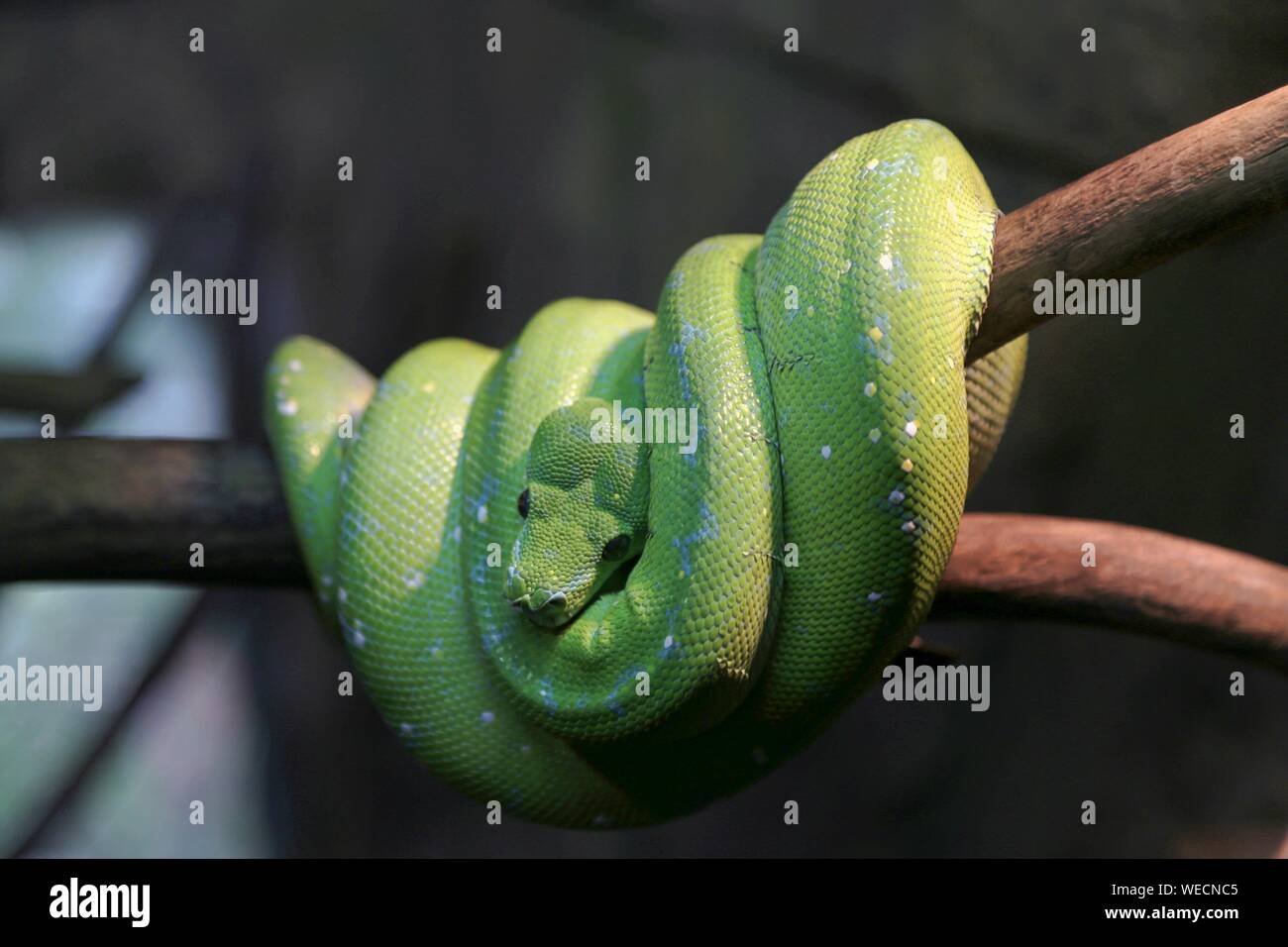 Rolled snake hi-res stock photography and images - Alamy