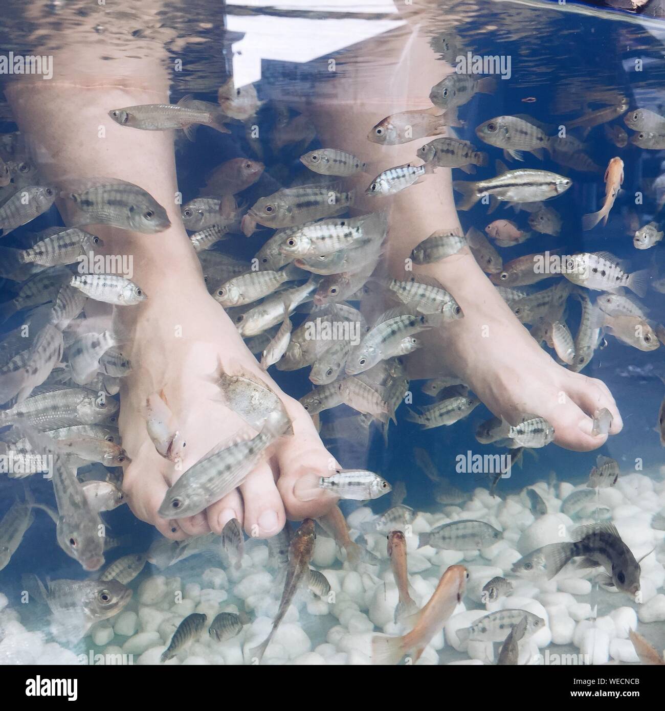 Fish spa treatment hi-res stock photography and images - Alamy