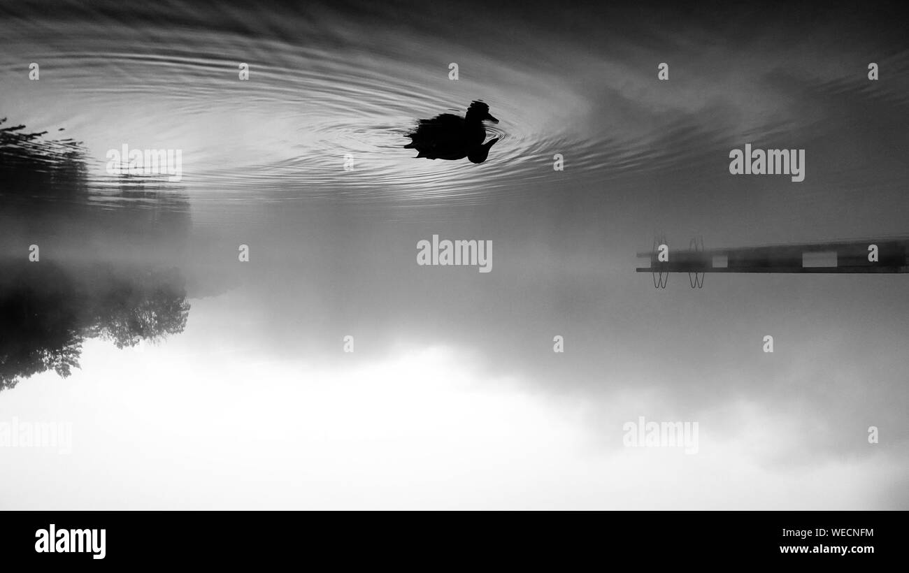 Duck upside down in water hi-res stock photography and images - Alamy
