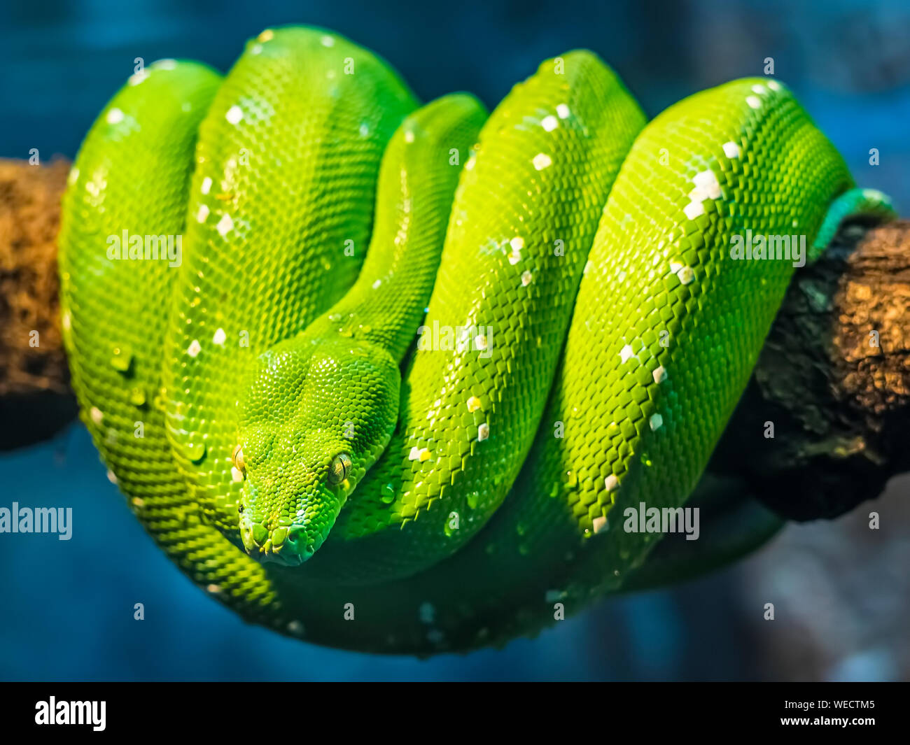 Curled on branch hi-res stock photography and images - Alamy