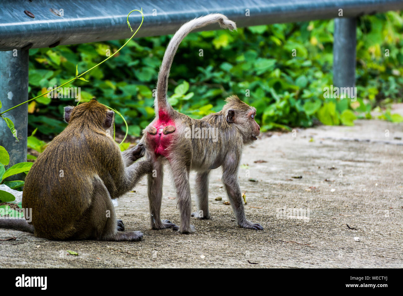 Monkey on the street hi-res stock photography and images - Alamy