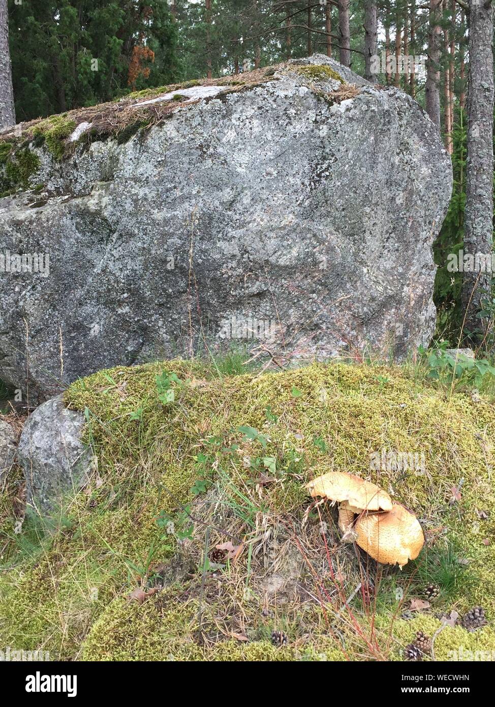 Mushrooms in rocks hi-res stock photography and images - Alamy