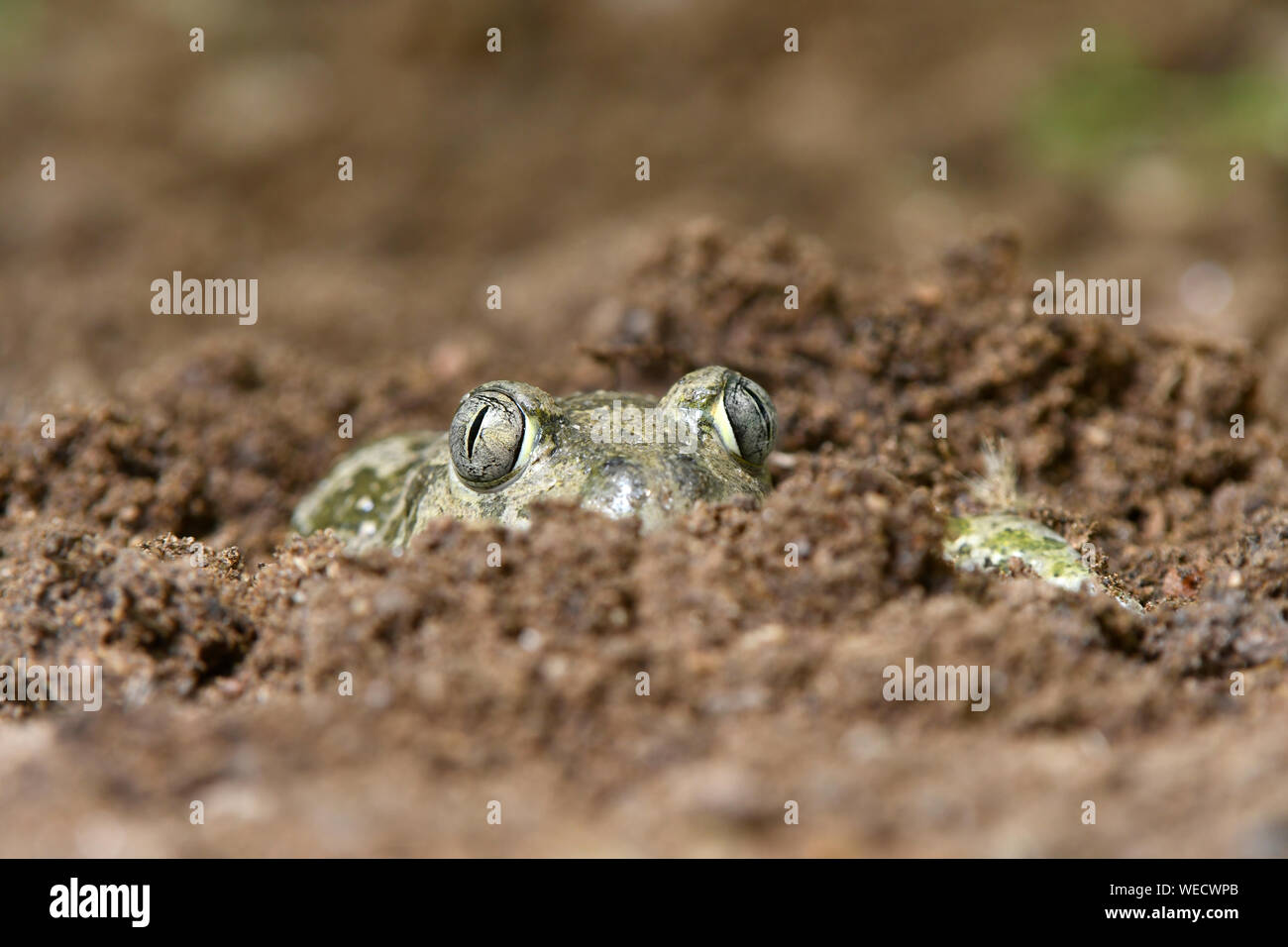 European Common Spadefoot Toad (Pelobates fuscus) hiding in sandy soil ...