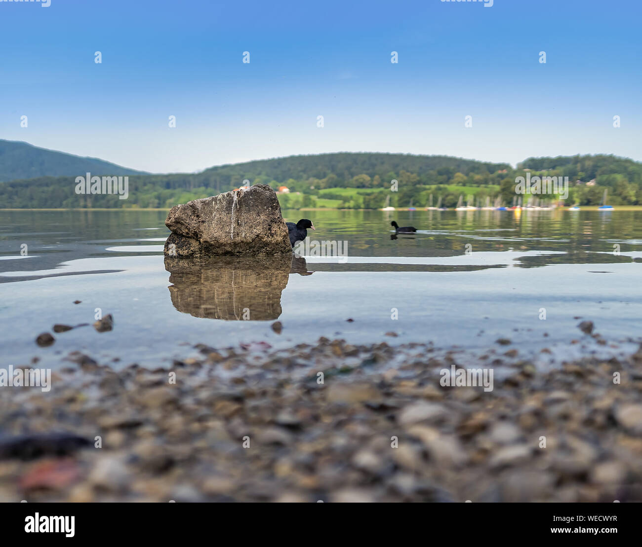 Hidden duck behind a stone at a lake Stock Photo - Alamy