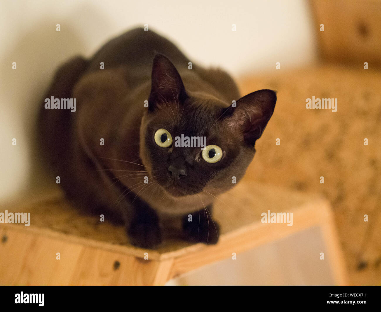 Cat on stool hi-res stock photography and images - Alamy