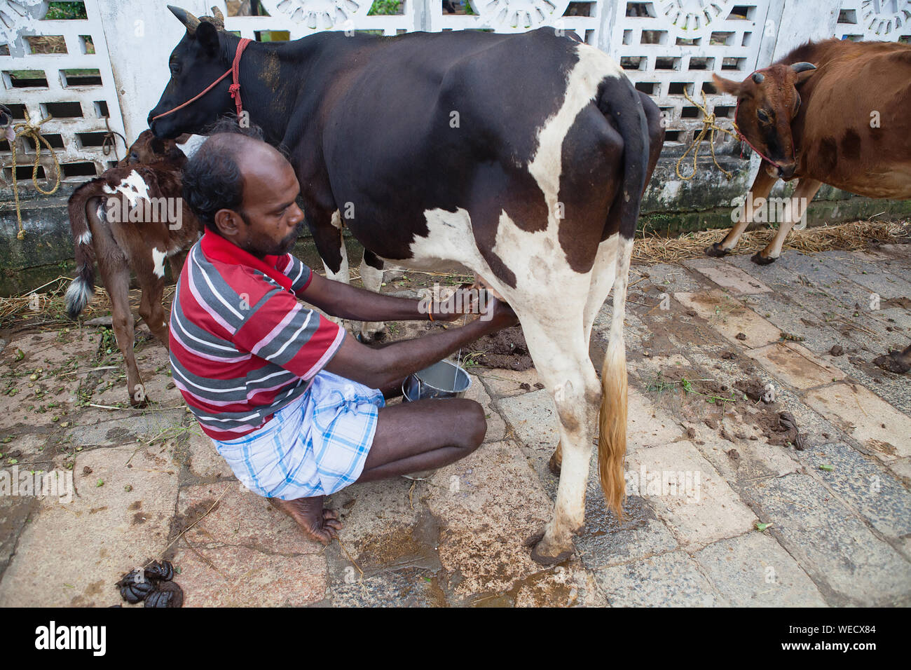 Milking Cows By Hand