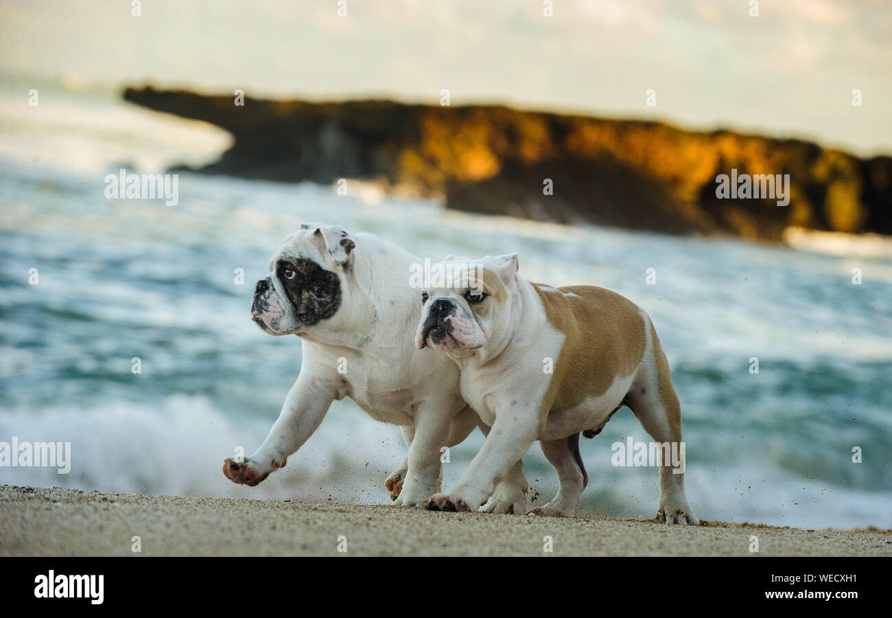 Two dogs on beach hi-res stock photography and images - Alamy