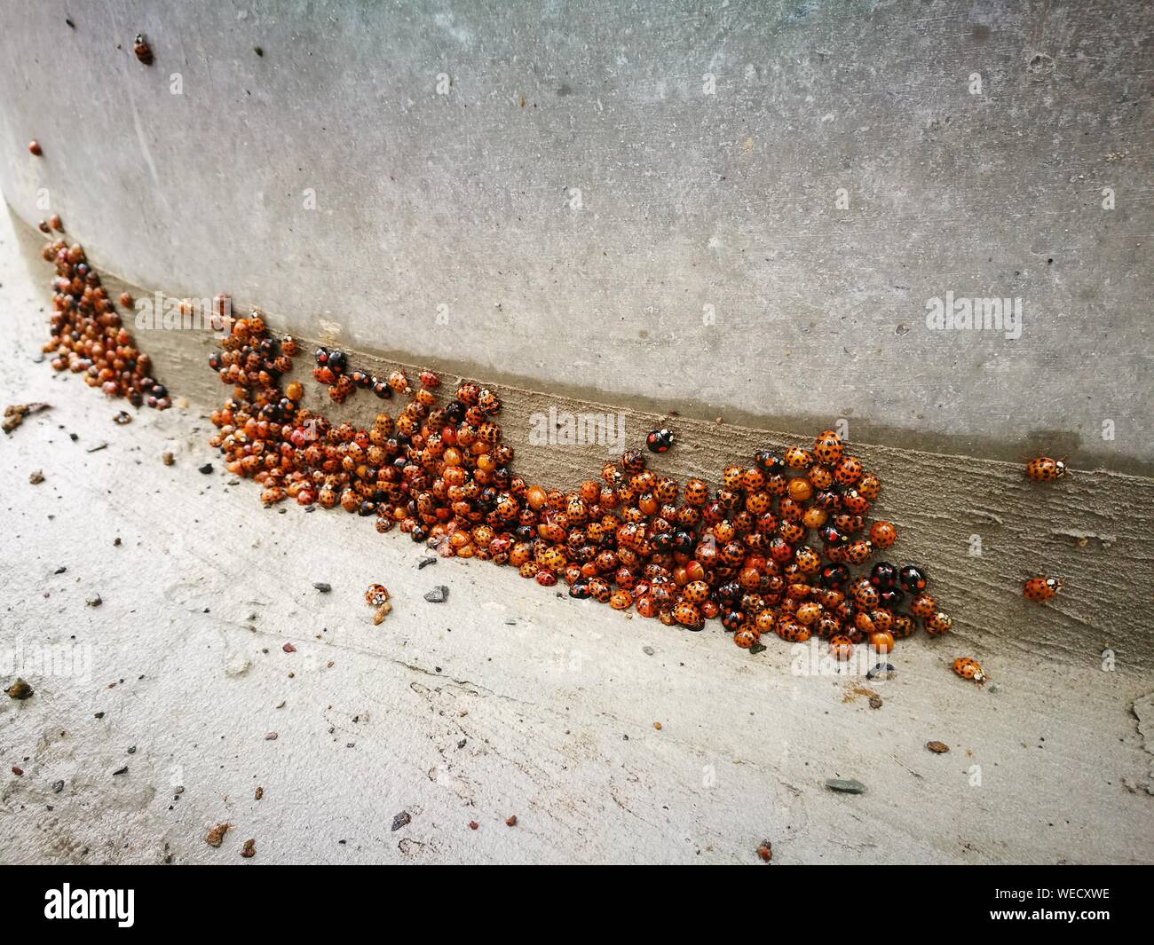 Colony of bugs hi-res stock photography and images - Alamy