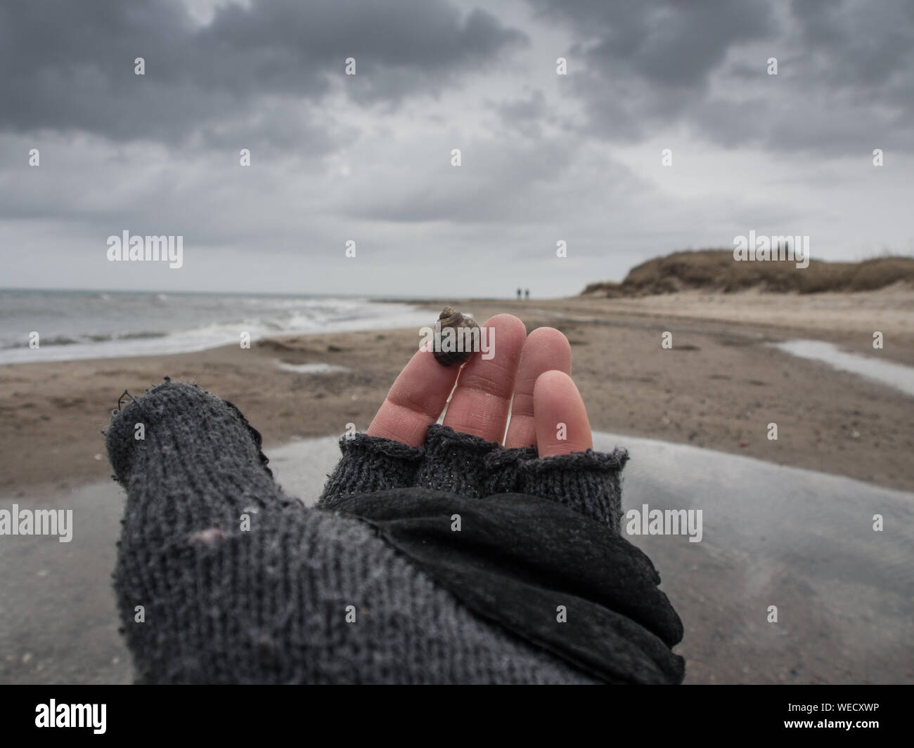 Hand holding seashell hi-res stock photography and images - Alamy