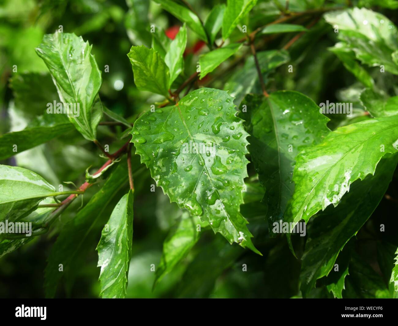 Green leaves drenched after a rain Stock Photo - Alamy