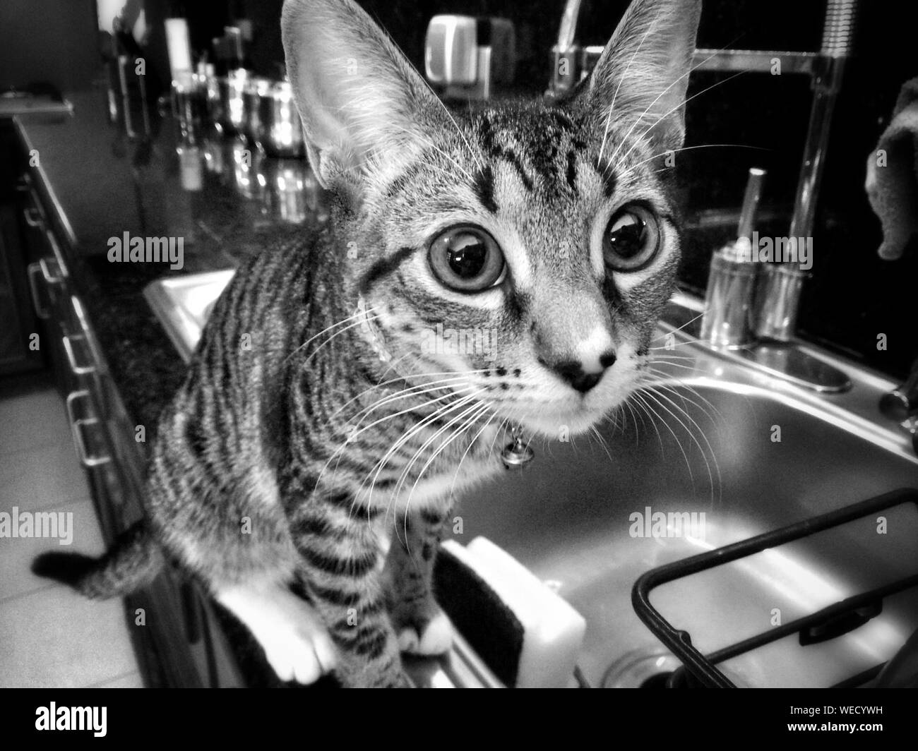 Sitting at kitchen counter hi-res stock photography and images - Alamy