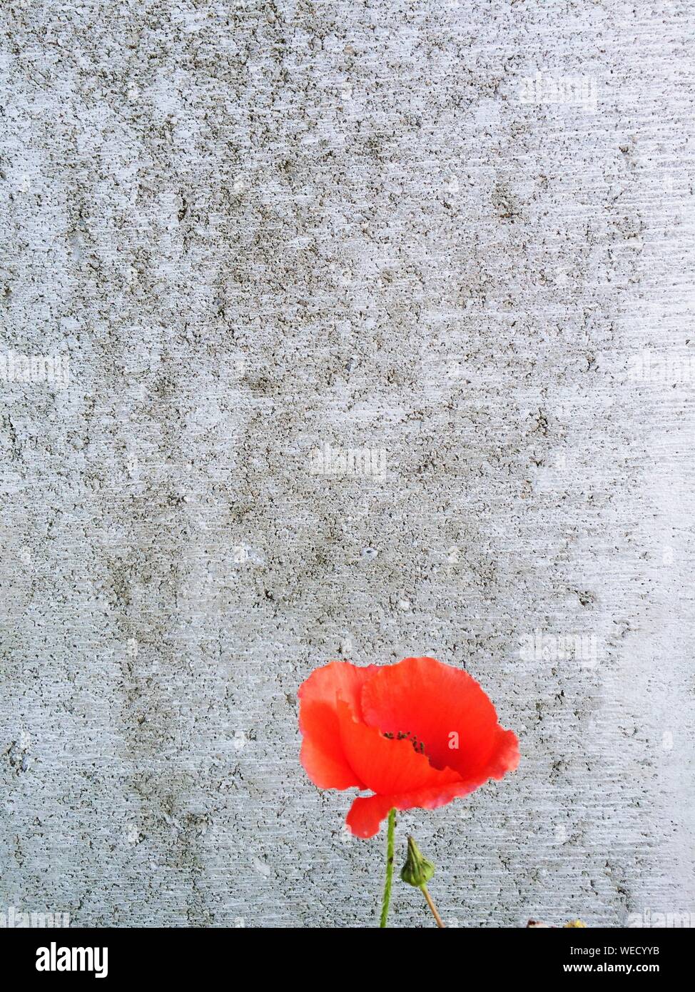 Poppy wall hi-res stock photography and images - Alamy