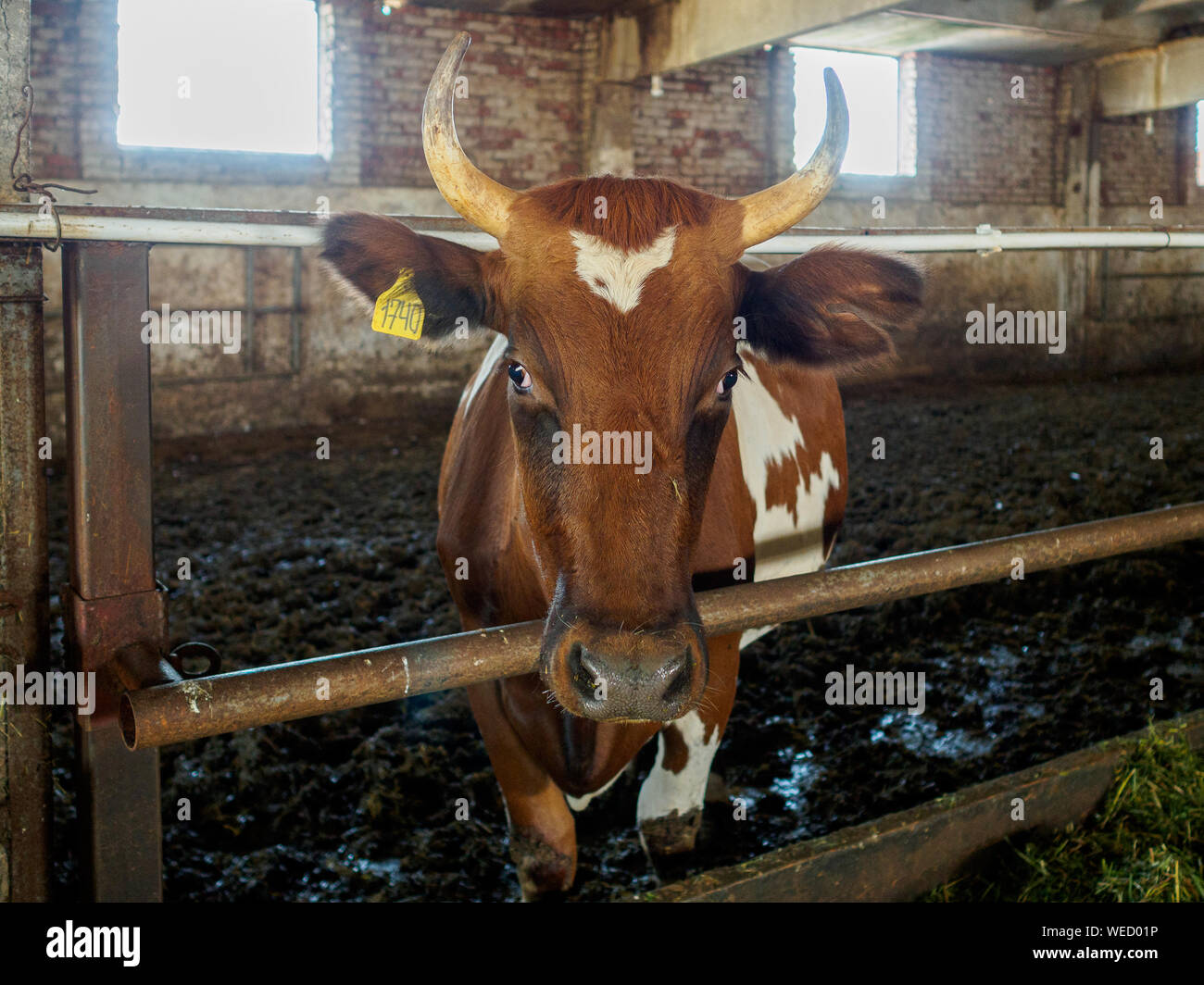 Cow Frame High Resolution Stock Photography and Images - Alamy