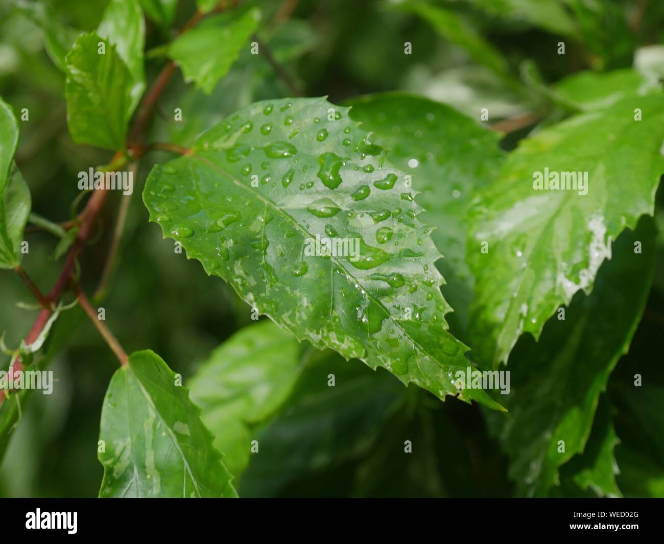 Green leaf drenched after a rain Stock Photo - Alamy