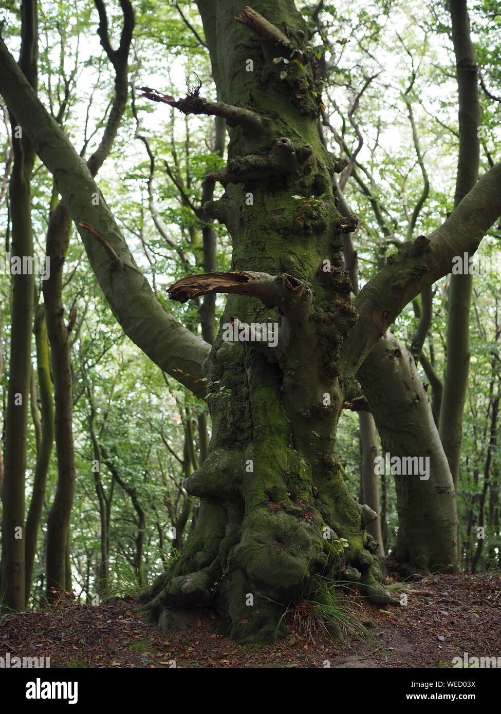 knobby trunk of a tree Stock Photo - Alamy