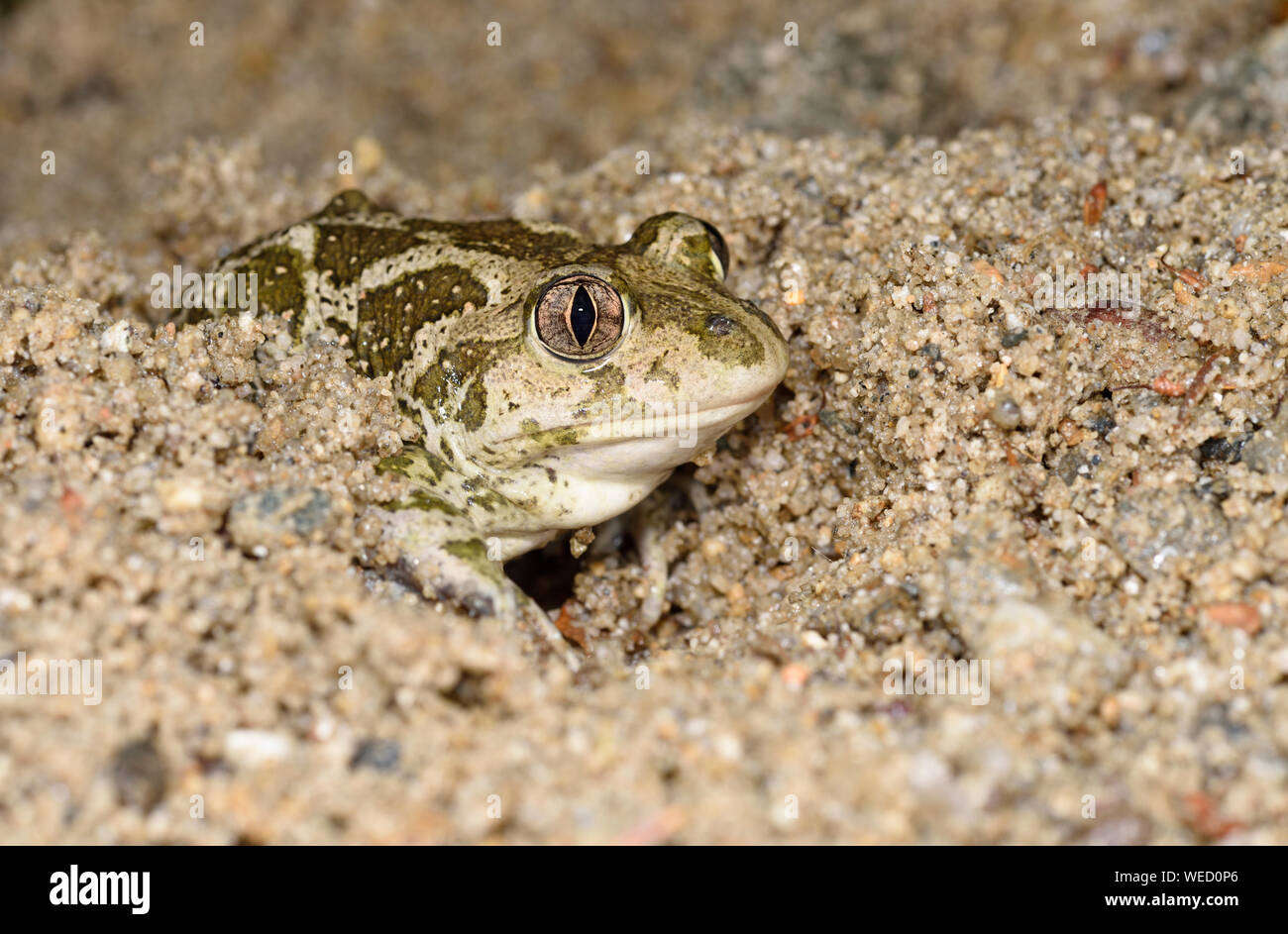 Burrowing toad hi-res stock photography and images - Alamy