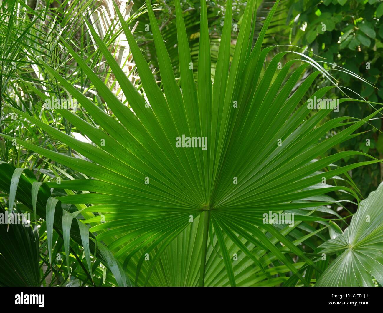 Philippine National Leaf