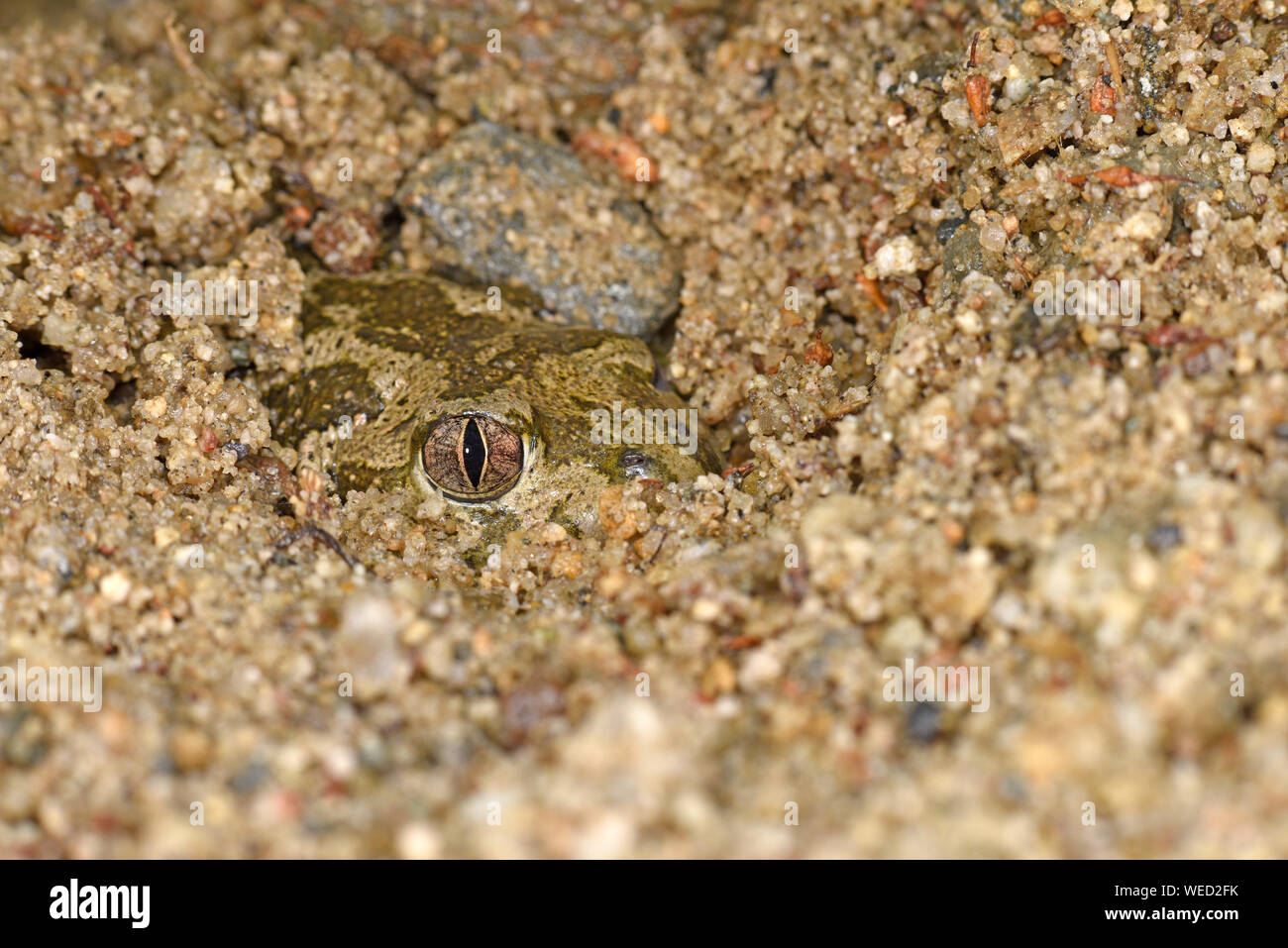 European Common Spadefoot Toad (Pelobates fuscus) hiding in sandy soil ...