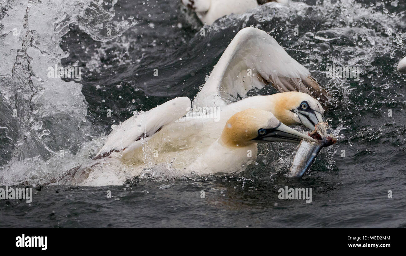 Fish catching birds hi-res stock photography and images - Alamy