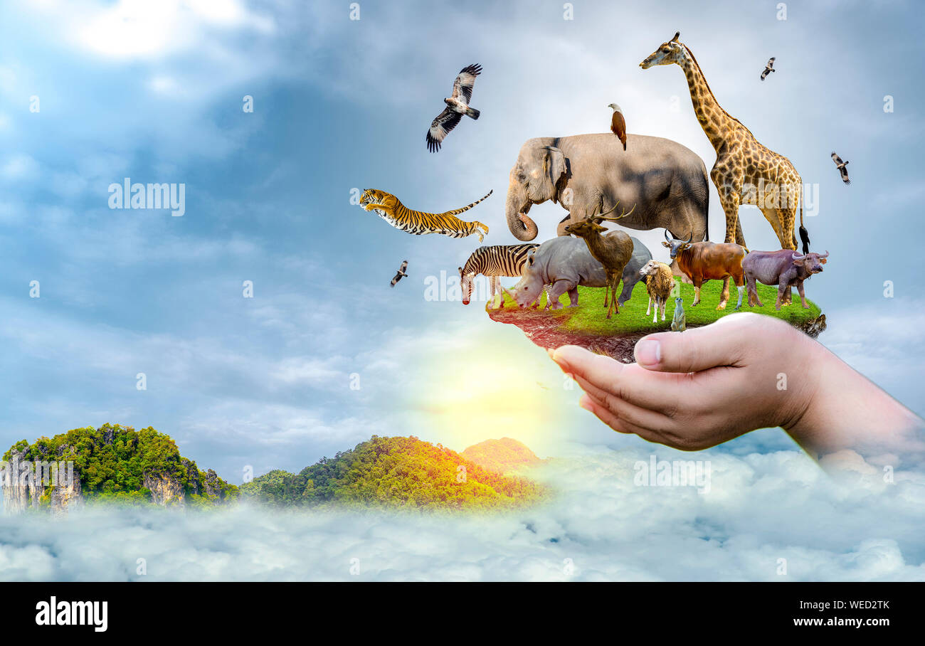 Global tiger day hi-res stock photography and images - Alamy