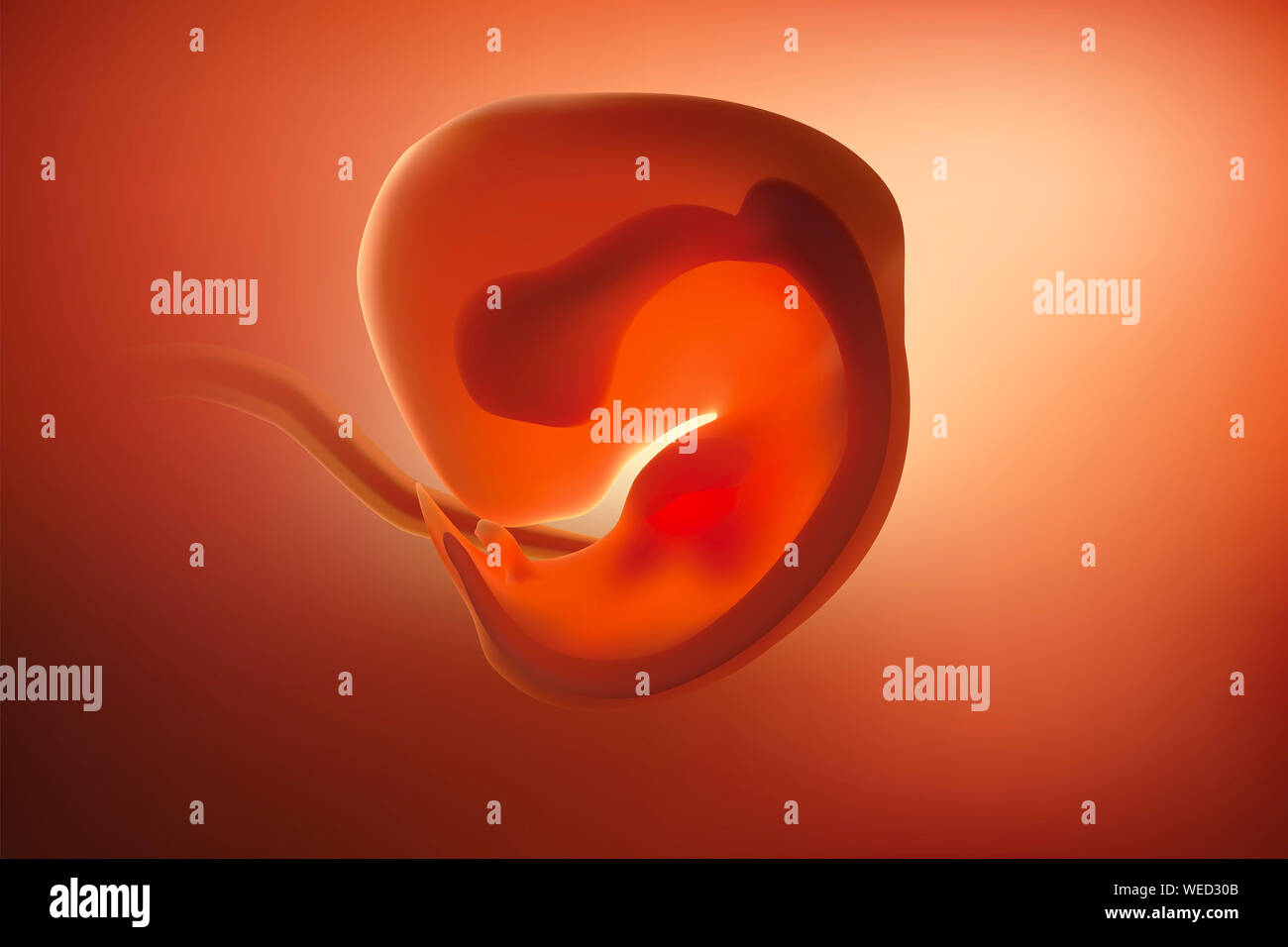 The image of the embryo or the egg in the mother's womb has a reddish ...